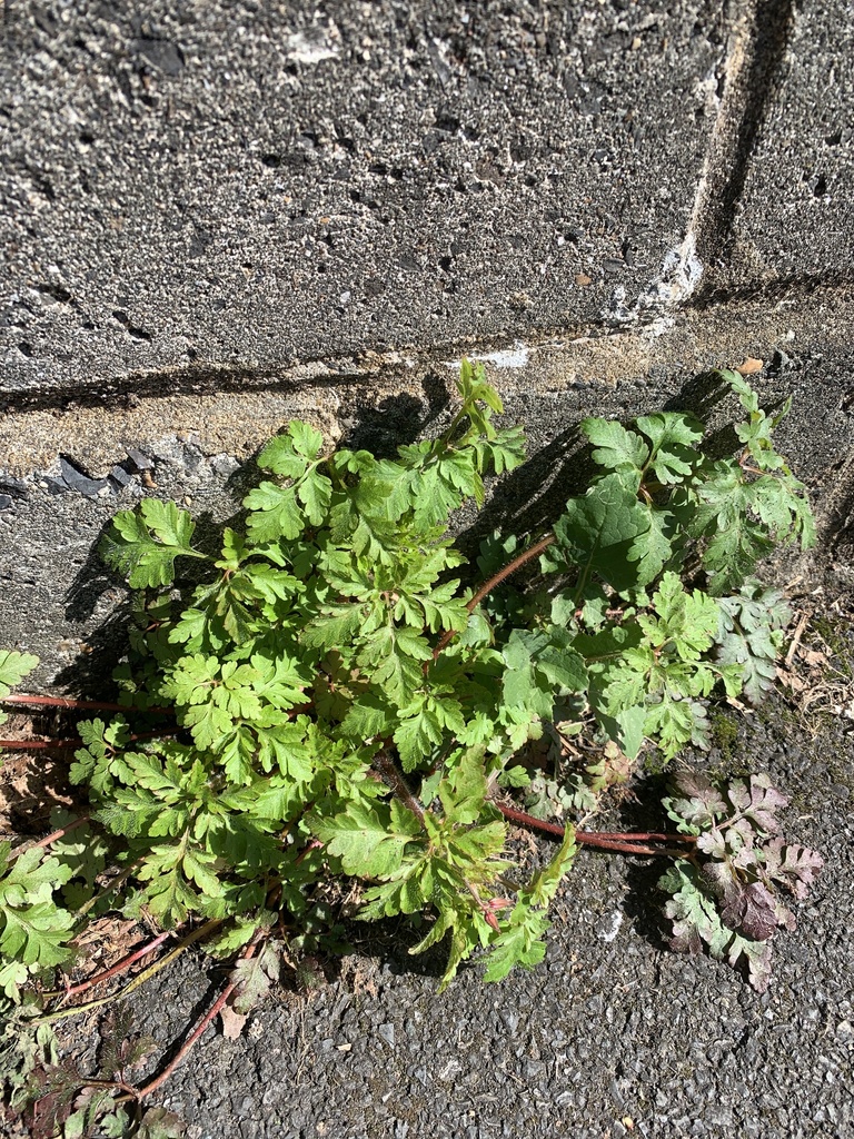 Herb Robert from Rectory Road, Plymouth, England, GB on March 27, 2023 ...