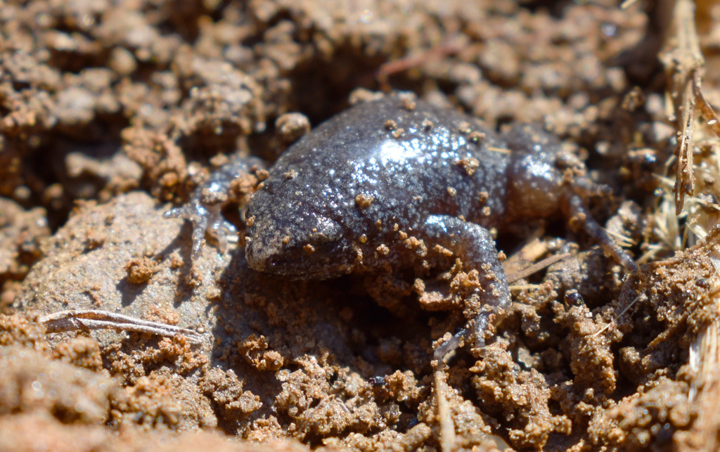 Eastern Narrow-mouthed Toad from GGC on March 19, 2023 at 01:46 PM by ...