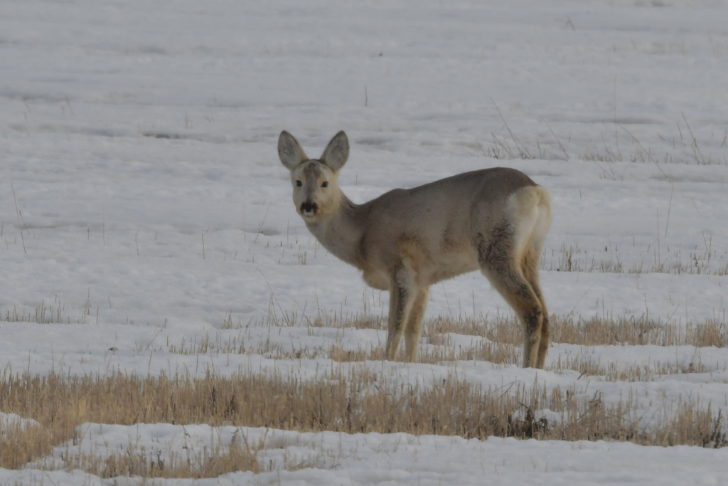 Eastern Roe Deer from Кочковский р-н, Новосибирская обл., Россия on ...