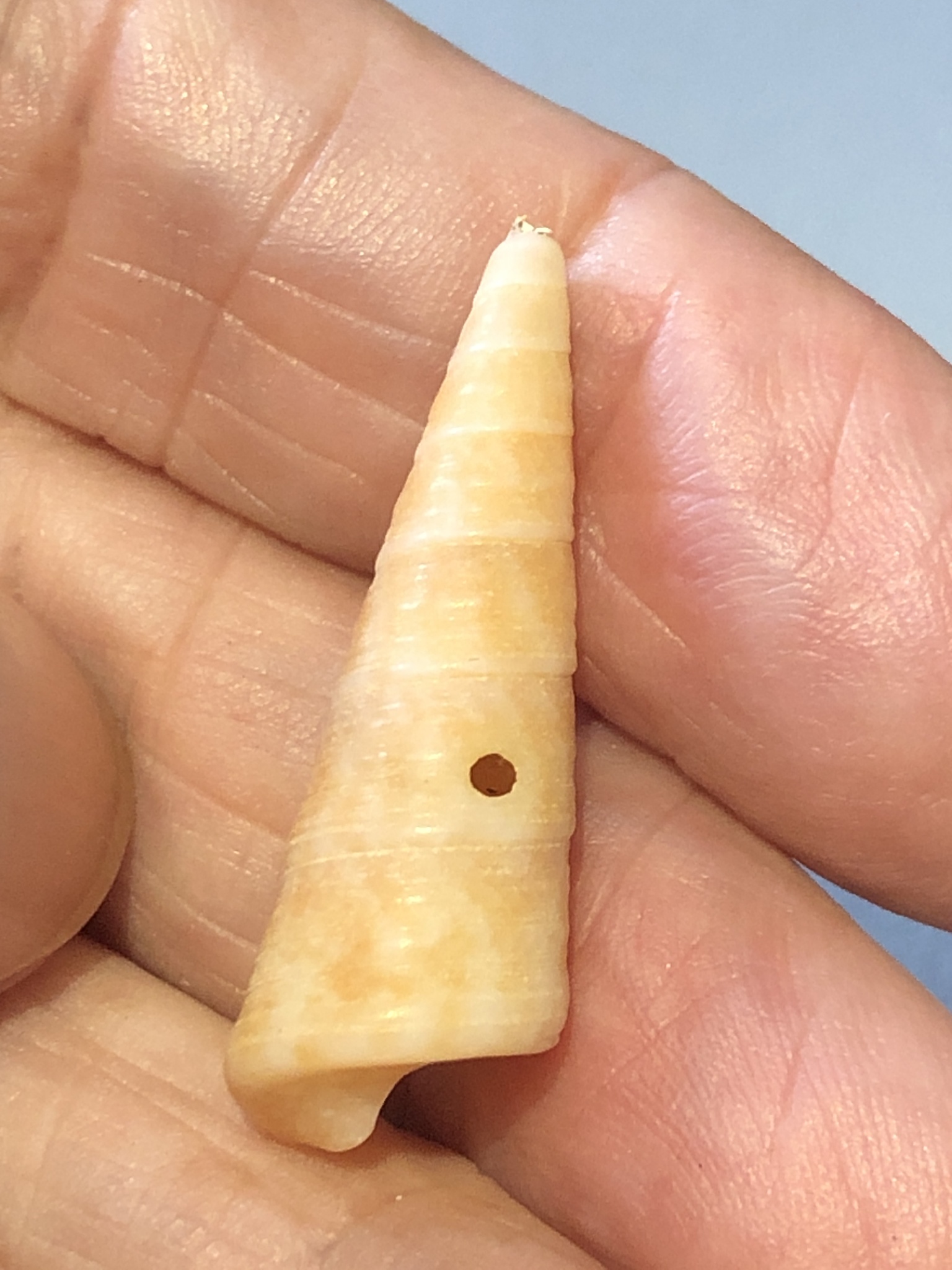 Turritella variegata (Linnaeus, 1758)