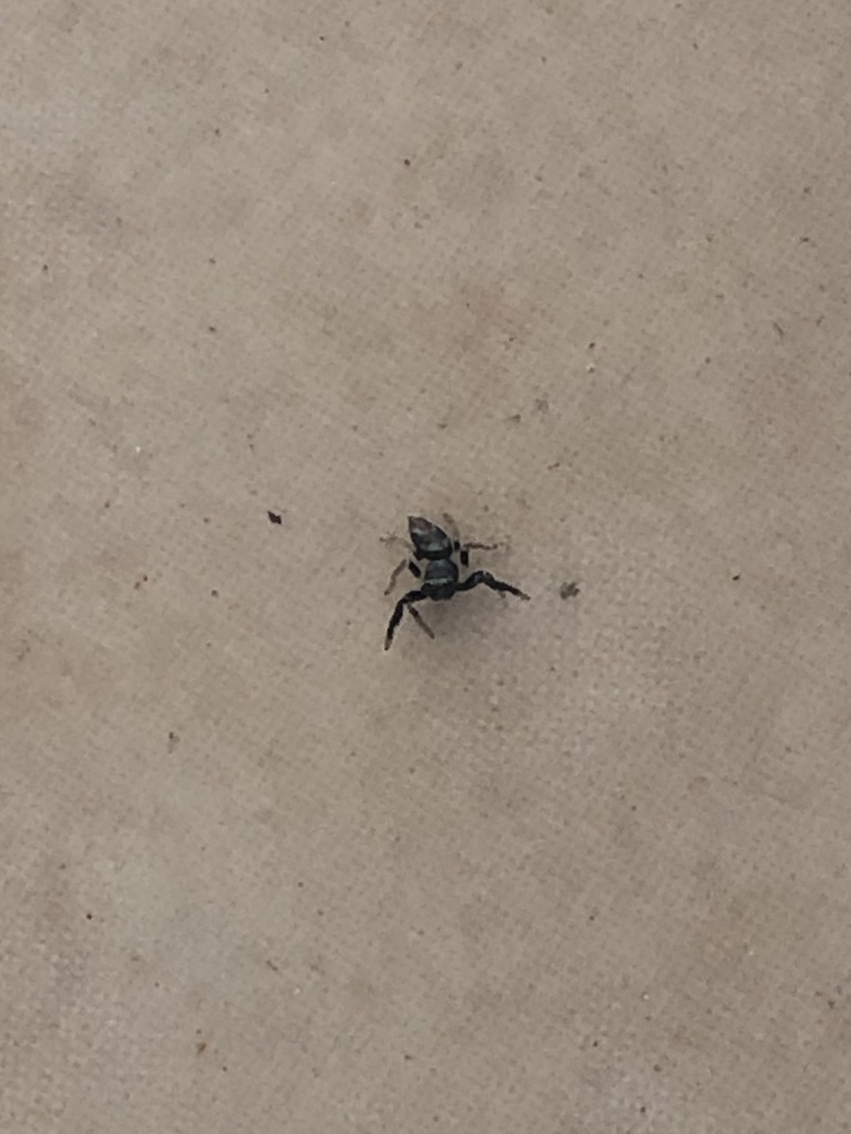 Metallic blue jumper from Ko Samui, อ.เกาะสมุย, Провинция Сурат-Тхани ...