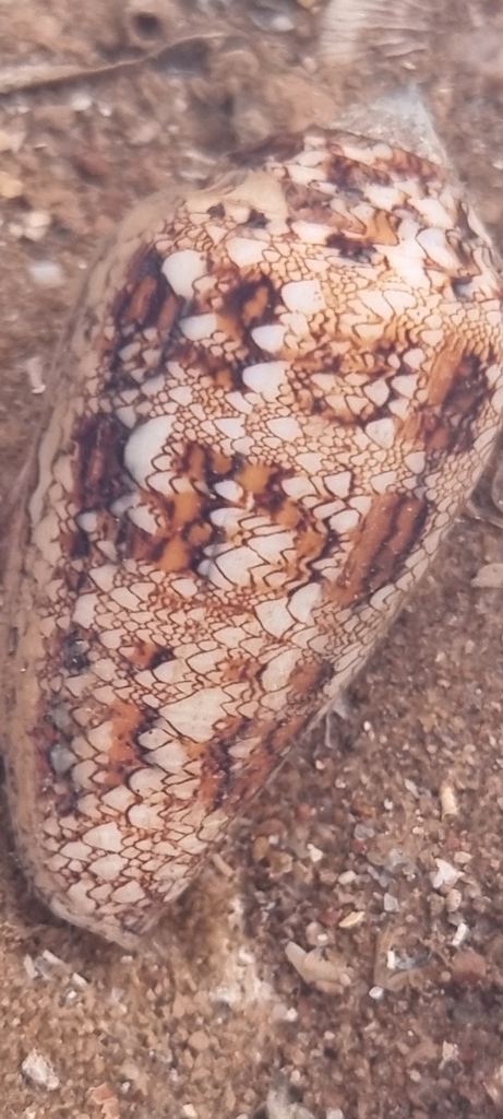 Queen Victoria Cone from Port Hedland WA 6721, Australia on March 23 ...