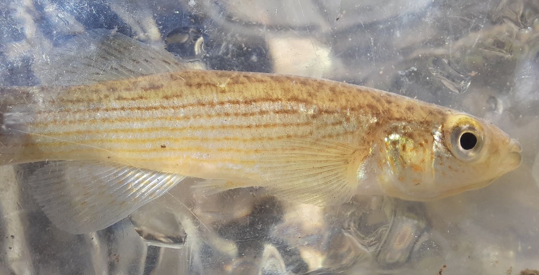 Fundulus catenatus (Storer, 1846)