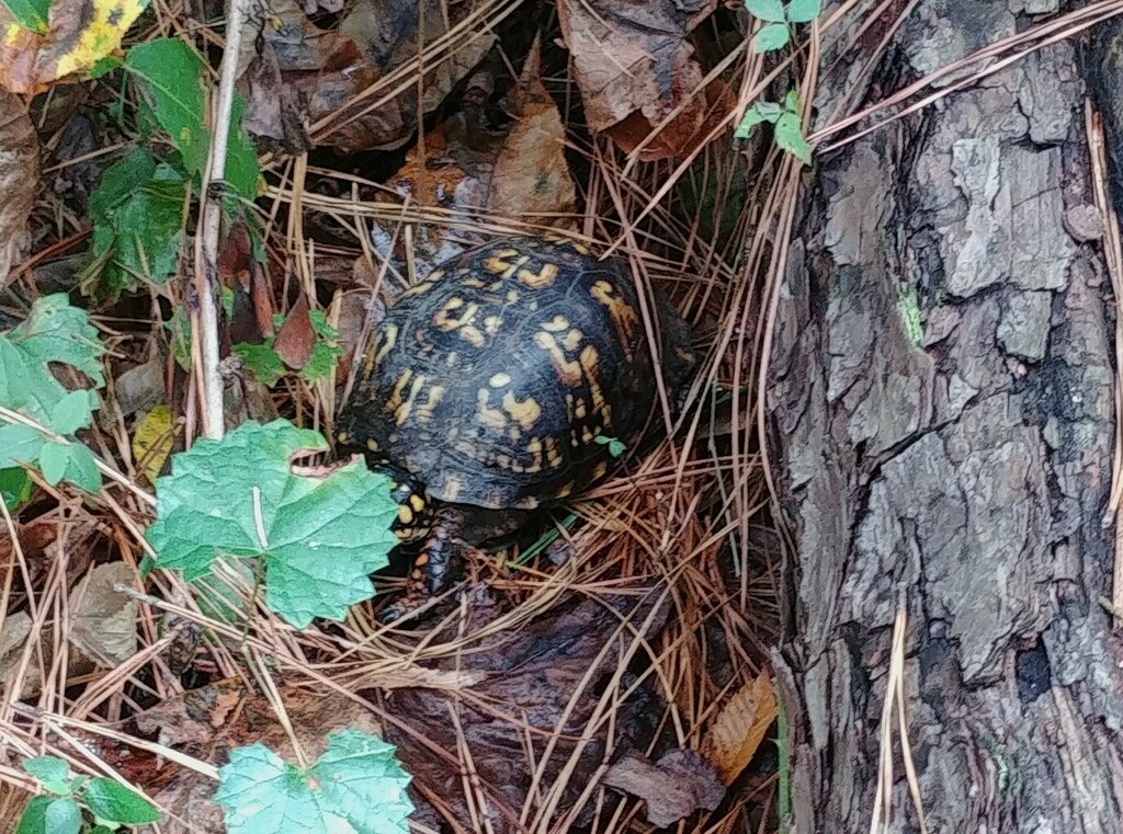 Common Box Turtle in October 2021 by pilgrim123 · iNaturalist