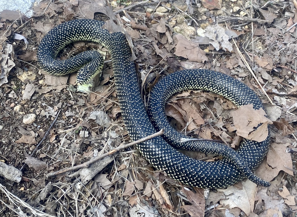 Speckled Kingsnake from Mark Twain National Forest, Bunker, MO, US on ...