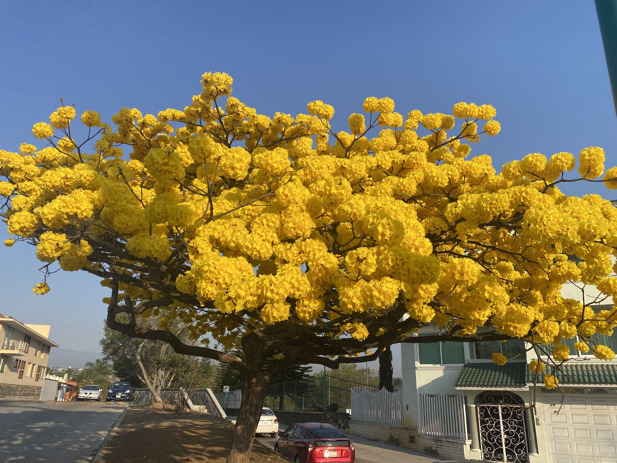 Handroanthus chrysanthus (Jacq.) S.O.Grose