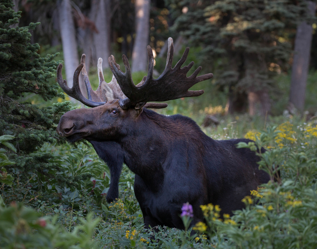 Shiras Moose from Summit County, UT, USA on August 13, 2016 at 07:41 AM ...