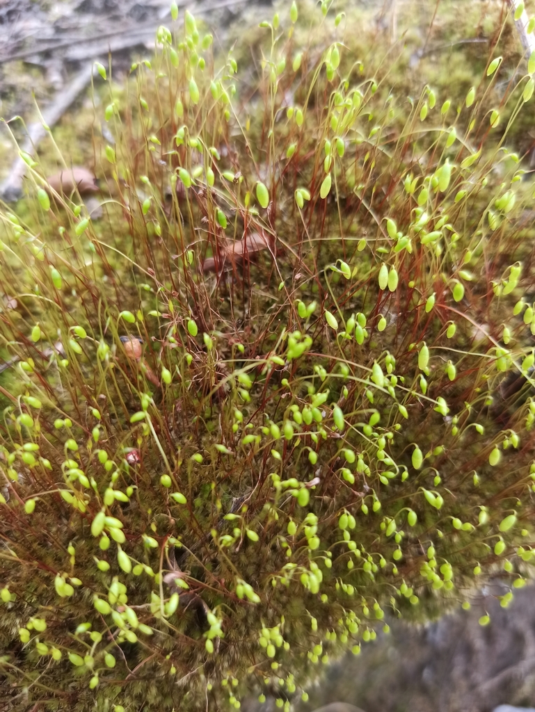 Tufted Thread-moss from Оболонський район, Київ, Україна, 02000 on ...