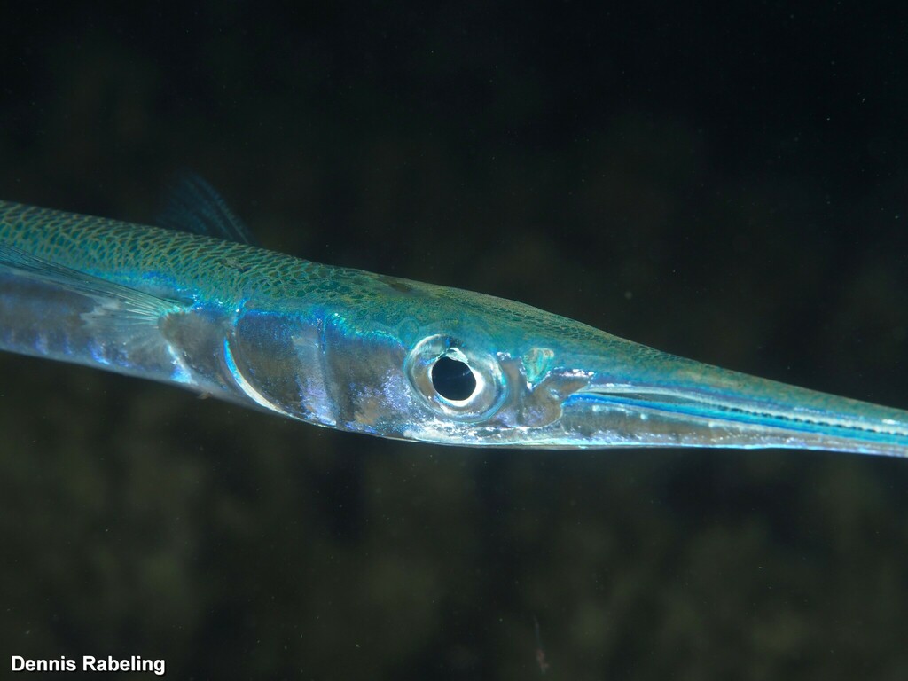Keeltail Needlefish from Canary Islands, Spain on March 25, 2023 at 09: ...