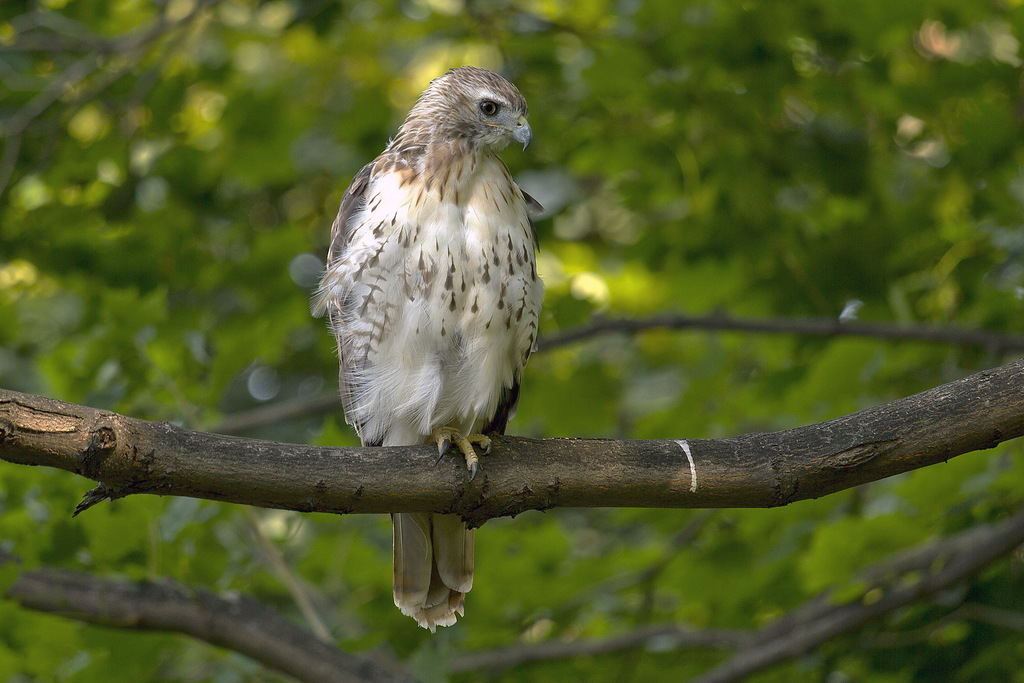 Red-tailed Hawk from Midtown Toronto, Toronto, ON, Canada on July 25 ...