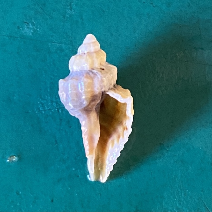 Eupleura caudata (Say, 1822)