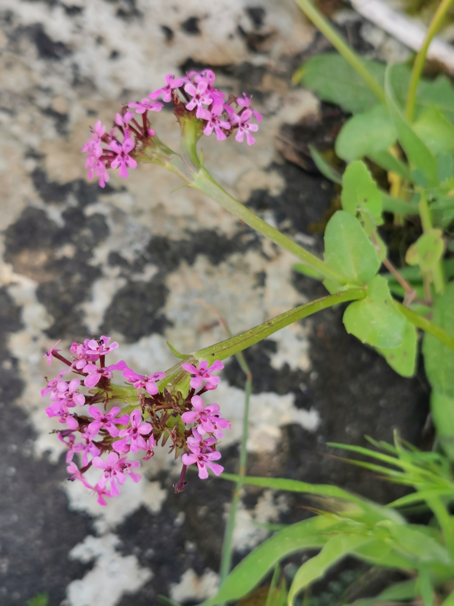 Fedia graciliflora Fisch. & C.A.Mey.
