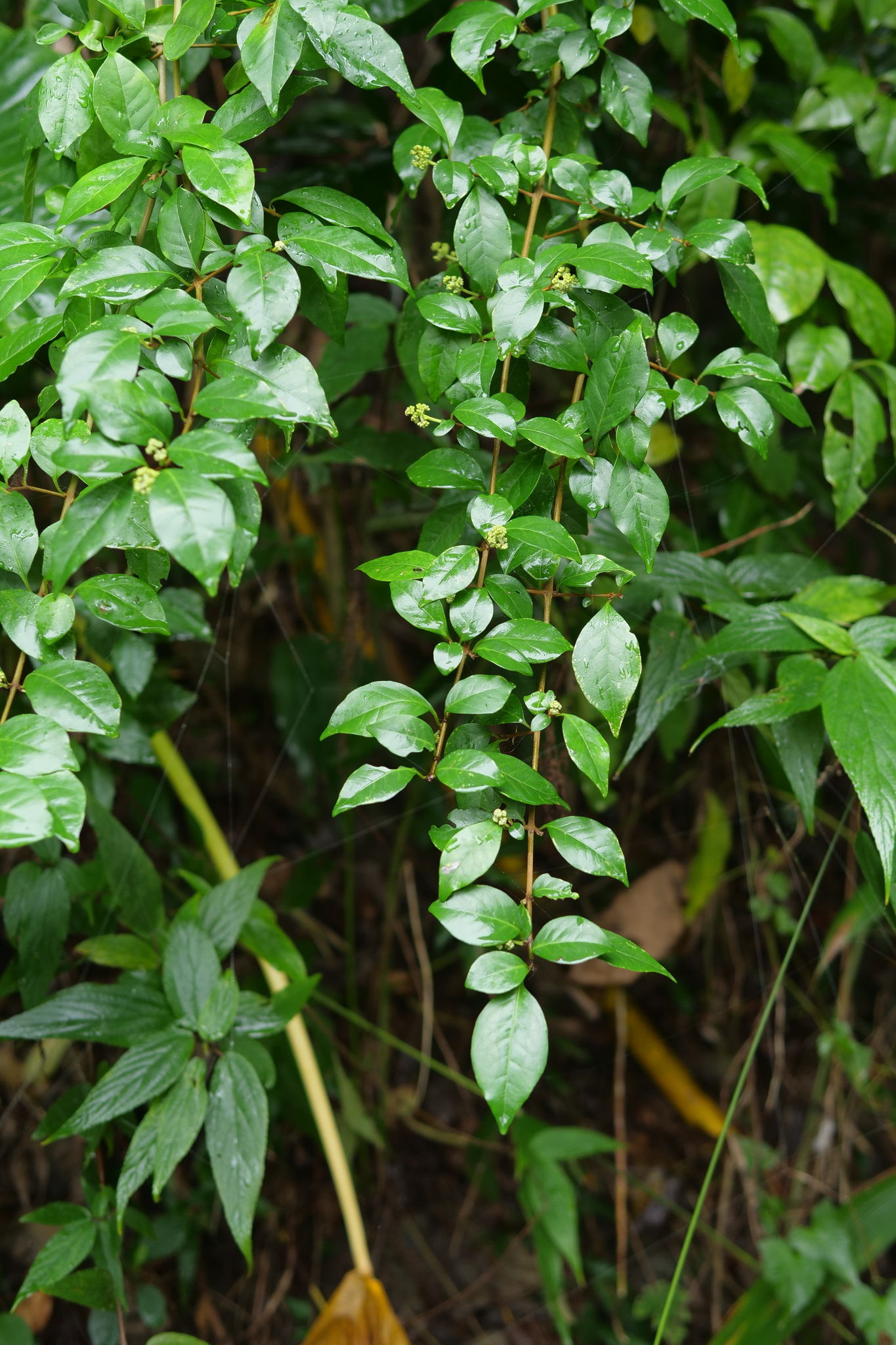 Pisonia aculeata L.