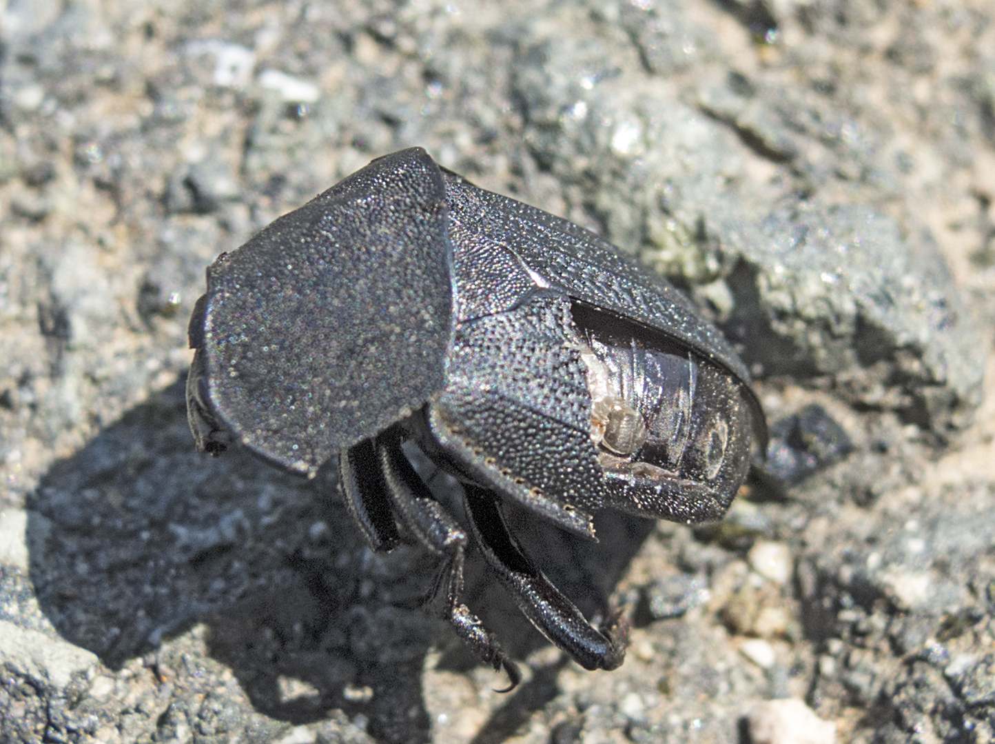 Silpha obscura Linnaeus, 1758