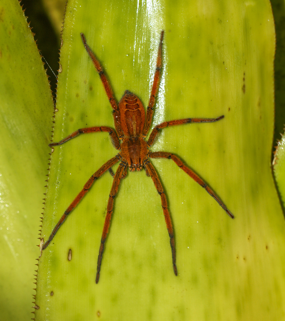 Spot-legged bromeliad spider from Heredia Province, Sarapiqui, Costa ...