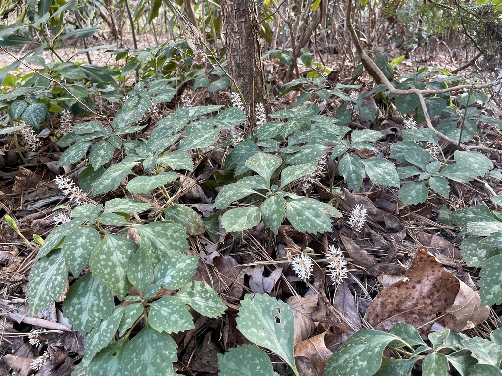 Allegheny Spurge in March 2023 by Meghan McDevitt · iNaturalist