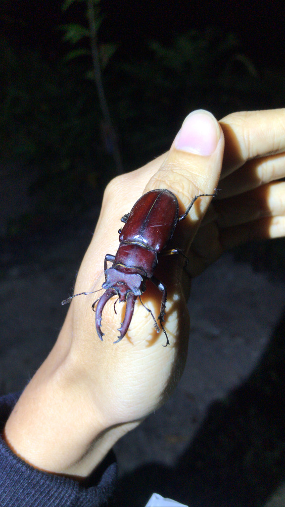 Lucanus formosanus in August 2022 by Liu Rui Wei · iNaturalist