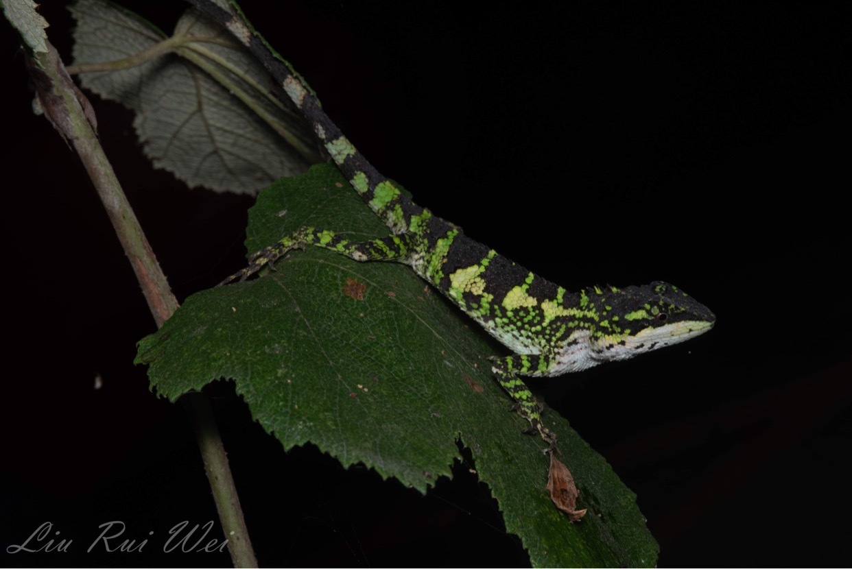 Diploderma brevipes (Gressitt, 1936)