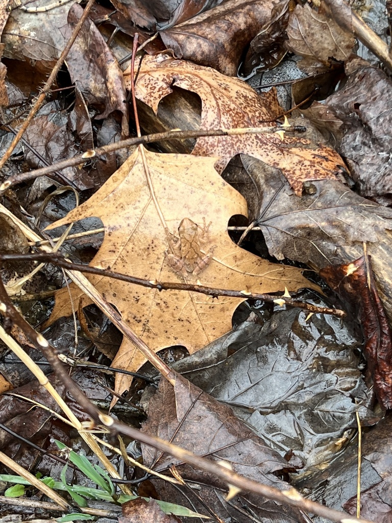 Spring Peeper from Mansfield, OH, US on March 27, 2023 at 11:02 AM by ...