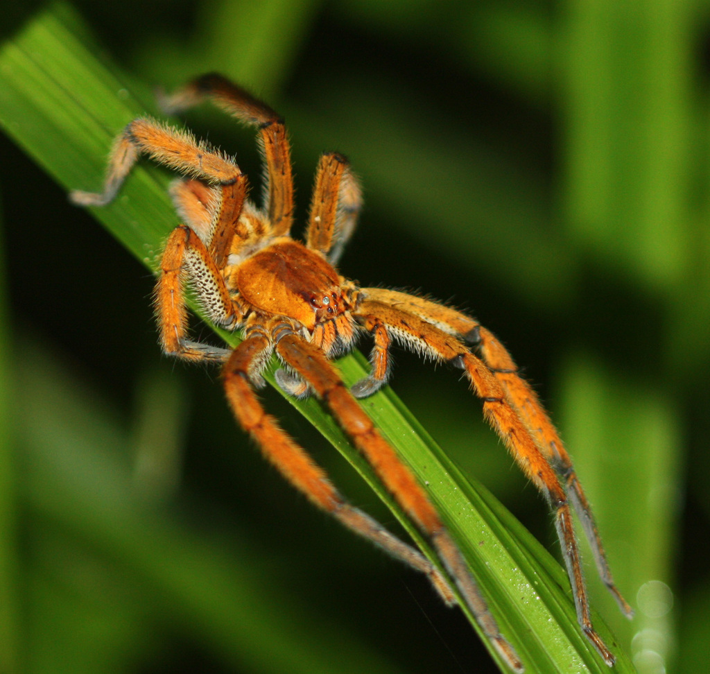 Spot-legged bromeliad spider from Heredia Province, Sarapiqui, Costa ...