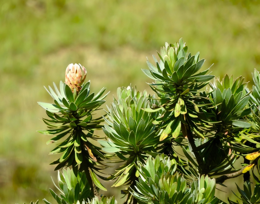 Silver Sugarbush from Mkhomazi Wilderness area, South Africa on March ...
