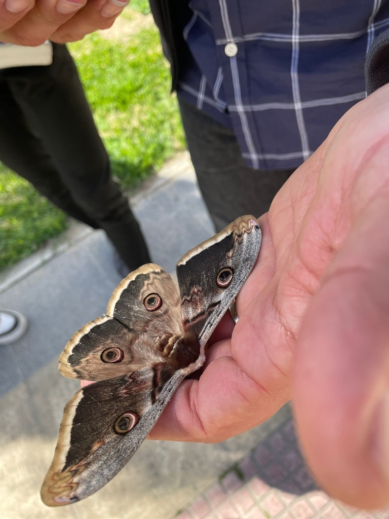 Giant Peacock Moth from Pte. de Sor, 7400 Ponte de Sor, Portugal on ...