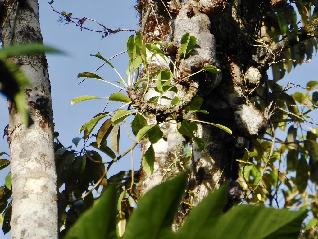 Myrmecodia tuberosa from Siberut Island, Mentawai Islands Regency, West ...