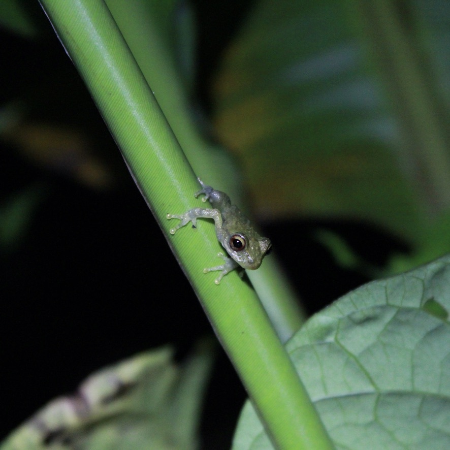 Flectonotus fitzgeraldi (Parker, 1934)