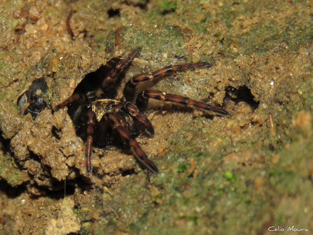 Goldeneye Wafer-lid Spiders from Serra da Aratanha - Pacatuba, CE ...