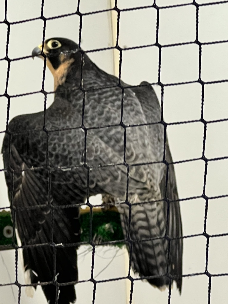 Peregrine Falcon from Pigeon Forge, TN, US on March 27, 2023 at 11:40 ...