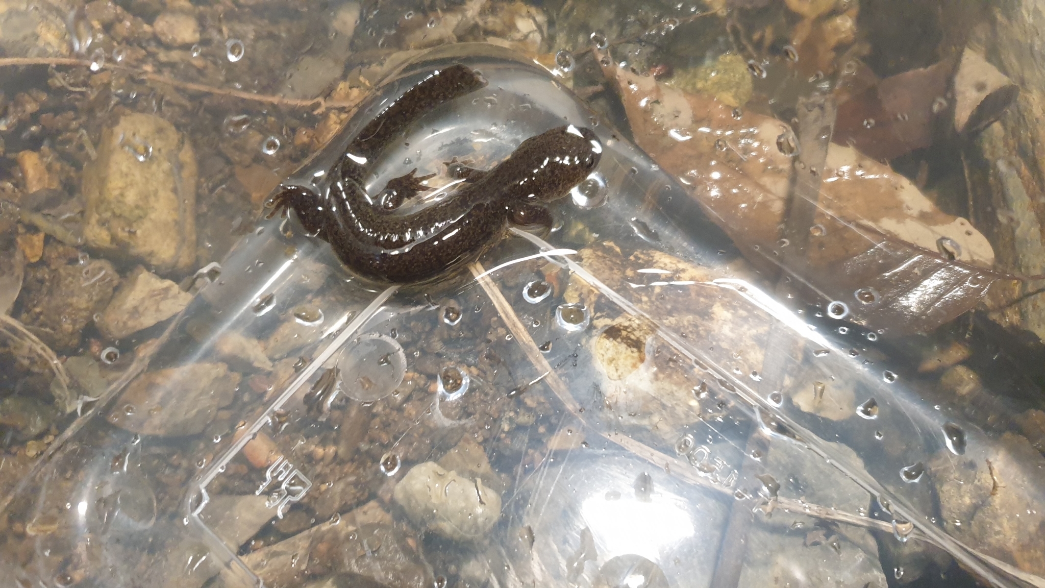 Hynobius leechii Boulenger, 1887