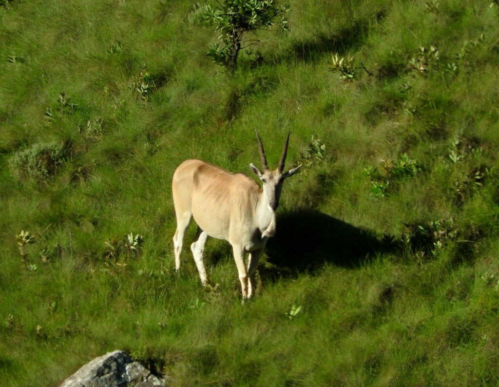 Cape Eland from Mkhomazi Wilderness area, South Africa on March 1, 2018 ...