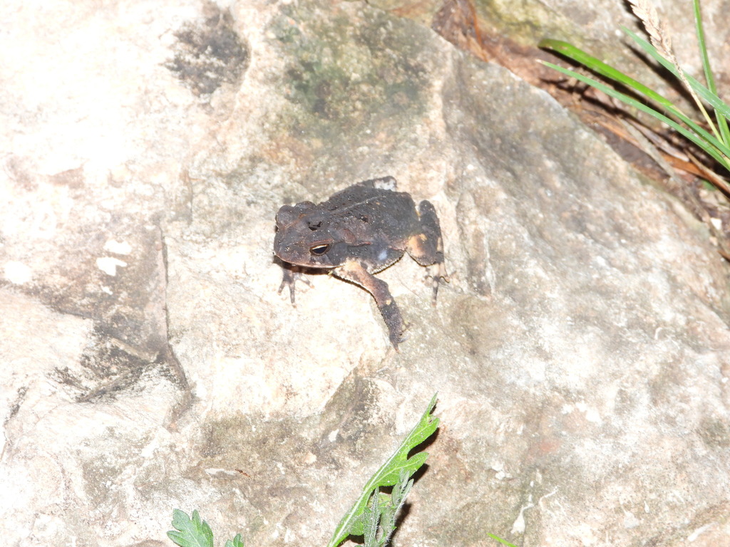 Central American Gulf Coast Toad from Campeche, Camp., México on ...