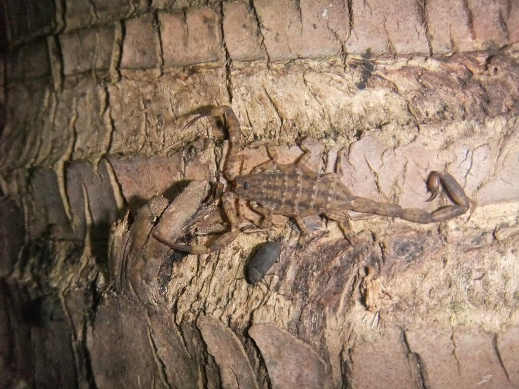 Lesser Brown Scorpion in March 2012 by hakkahamushi · iNaturalist