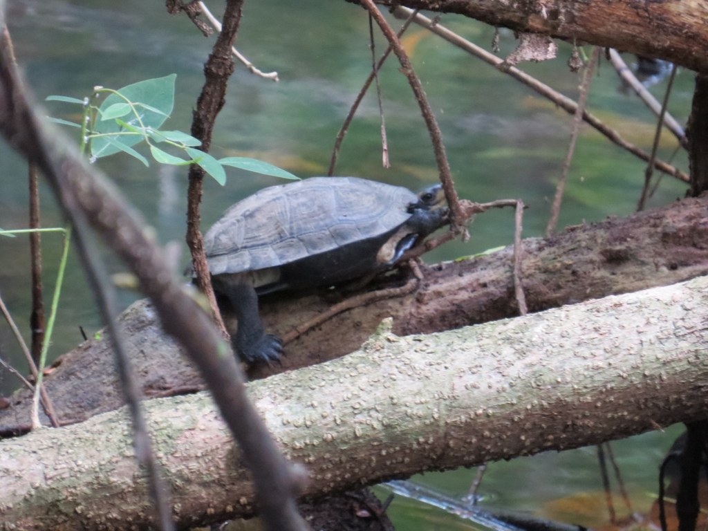 Indian Black Turtle from Kumarakom Bird Sanctuary on December 10, 2016 ...