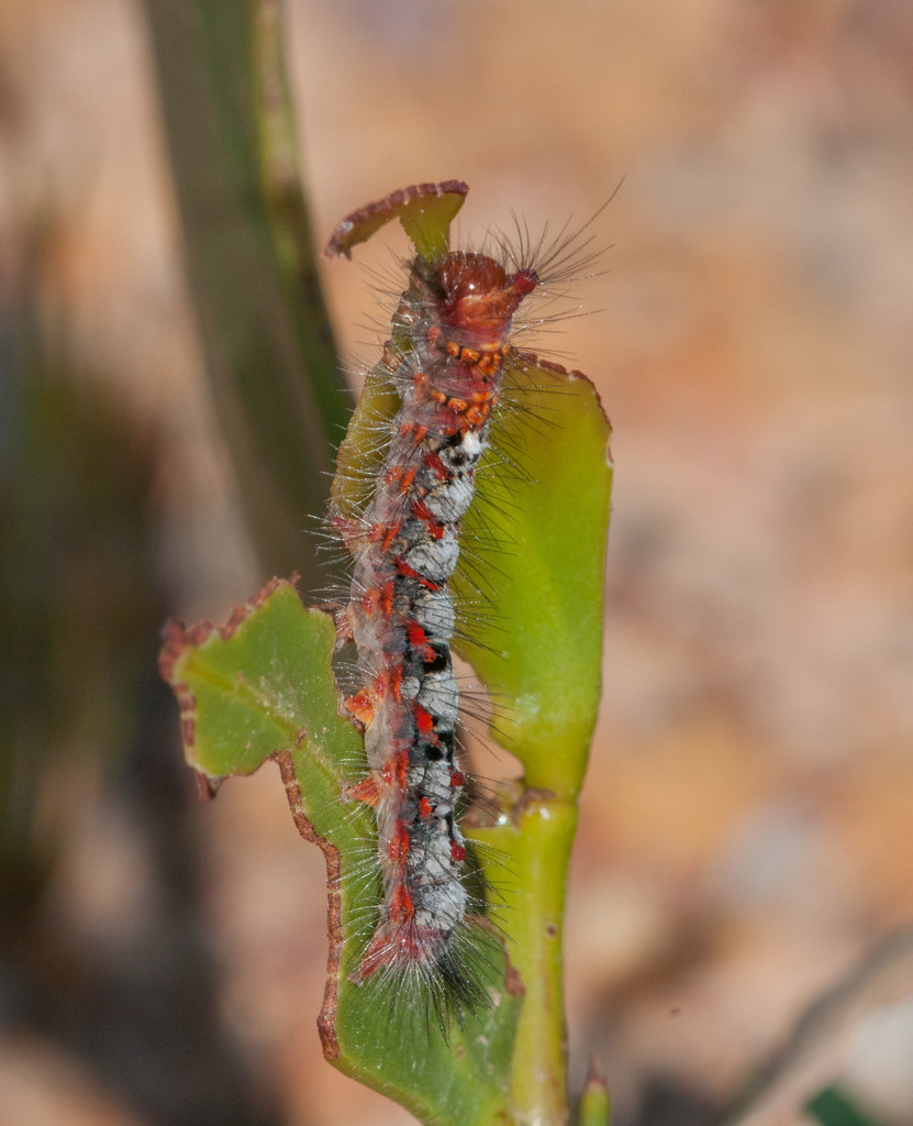 Butterflies and Moths from Clarendon SA 5157, Australia on October 27 ...