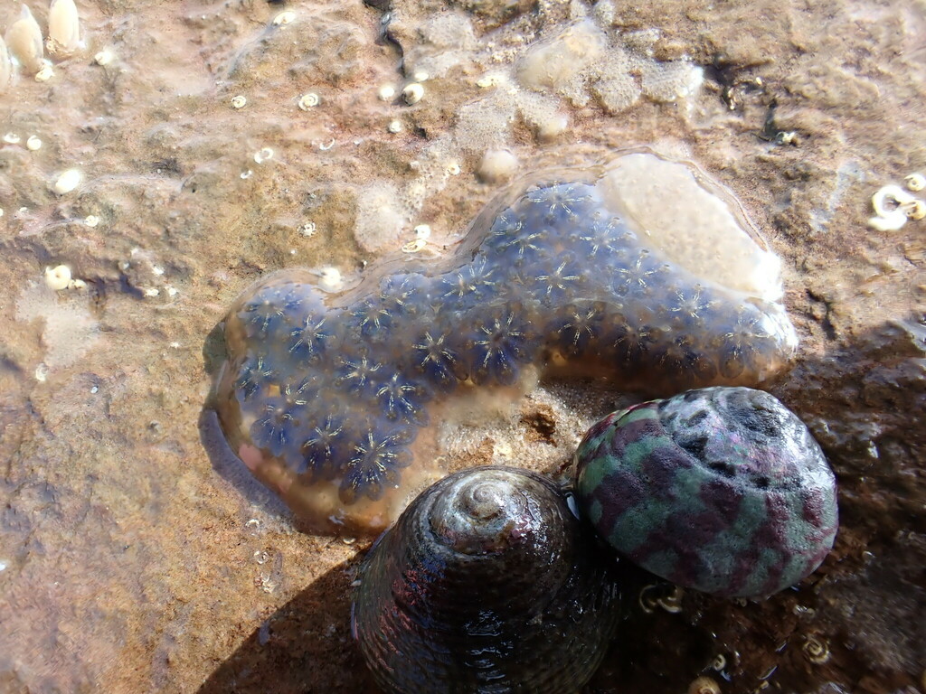 Star Tunicate from Wembury, Blackstone Rocks on March 24, 2023 at 01:39 ...