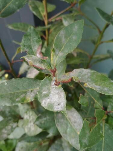 Erysiphe lauracearum · iNaturalist