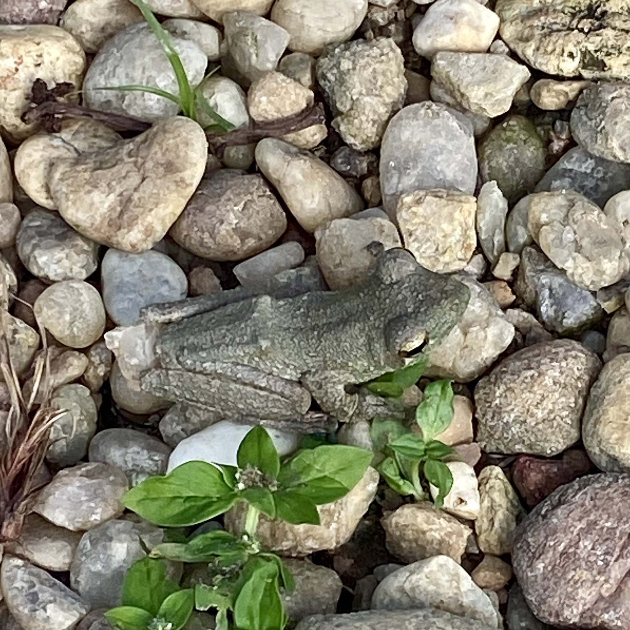 Chiromantis rufescens (Günther, 1869)