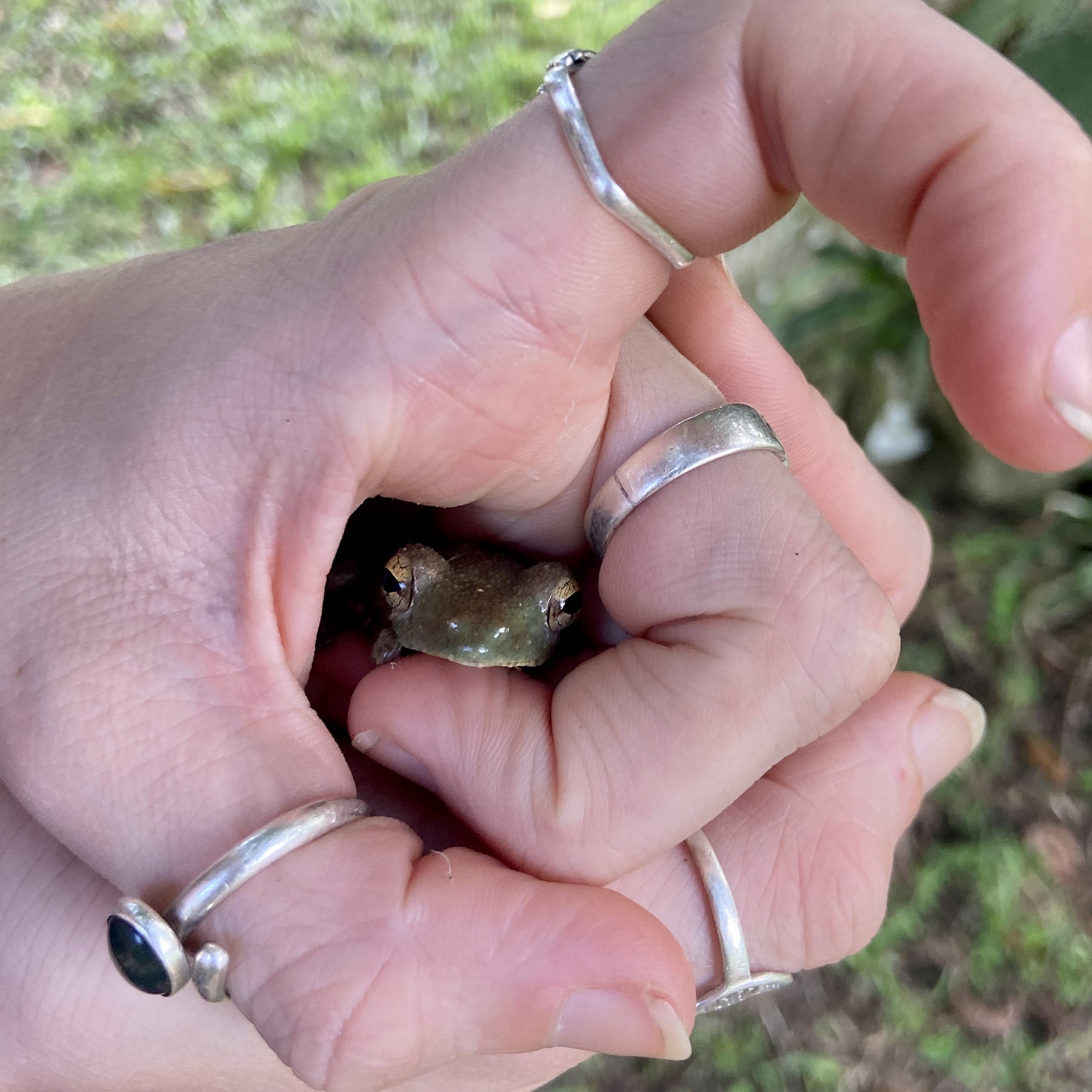 Chiromantis rufescens (Günther, 1869)