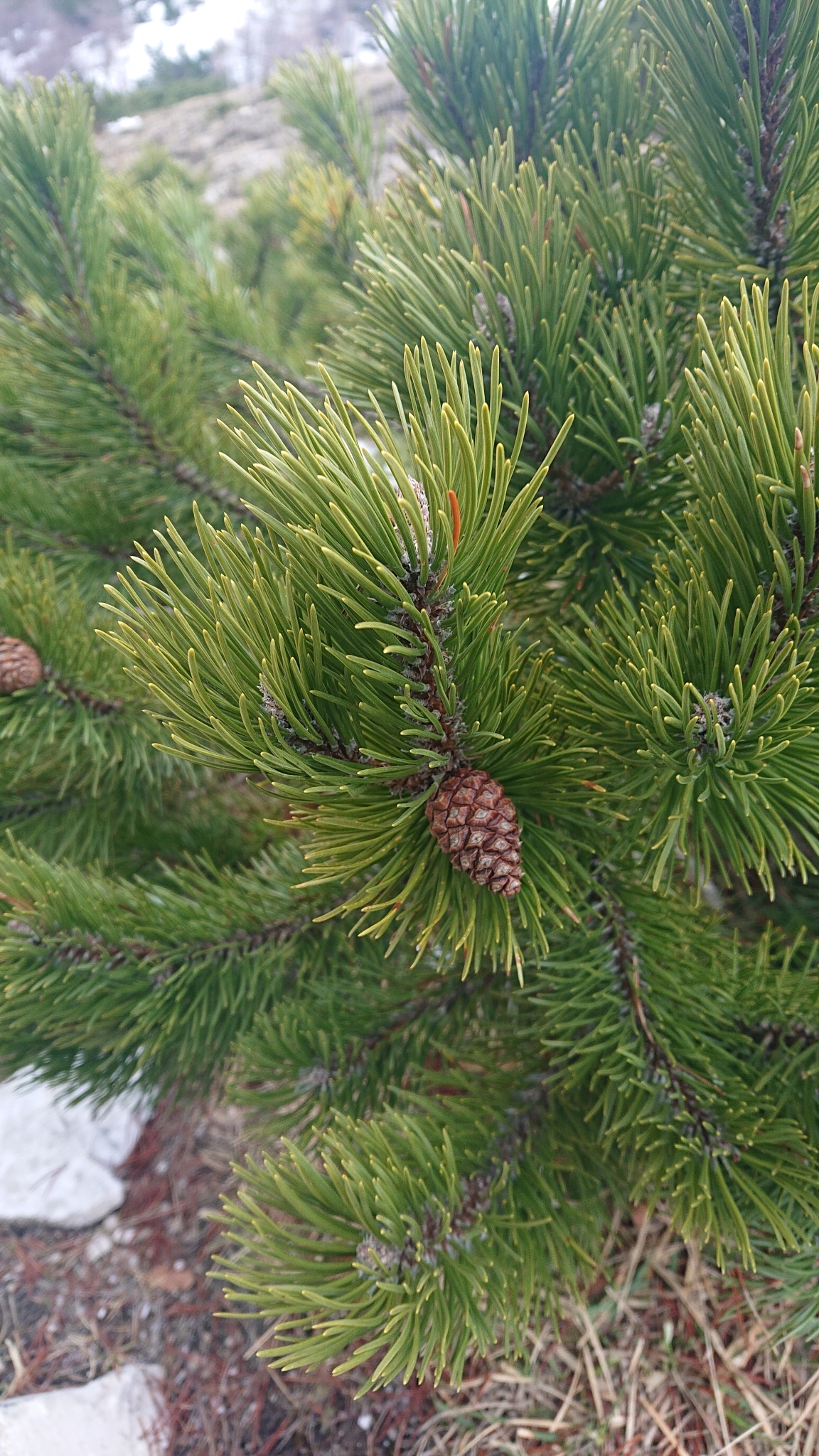 Pinus mugo Turra