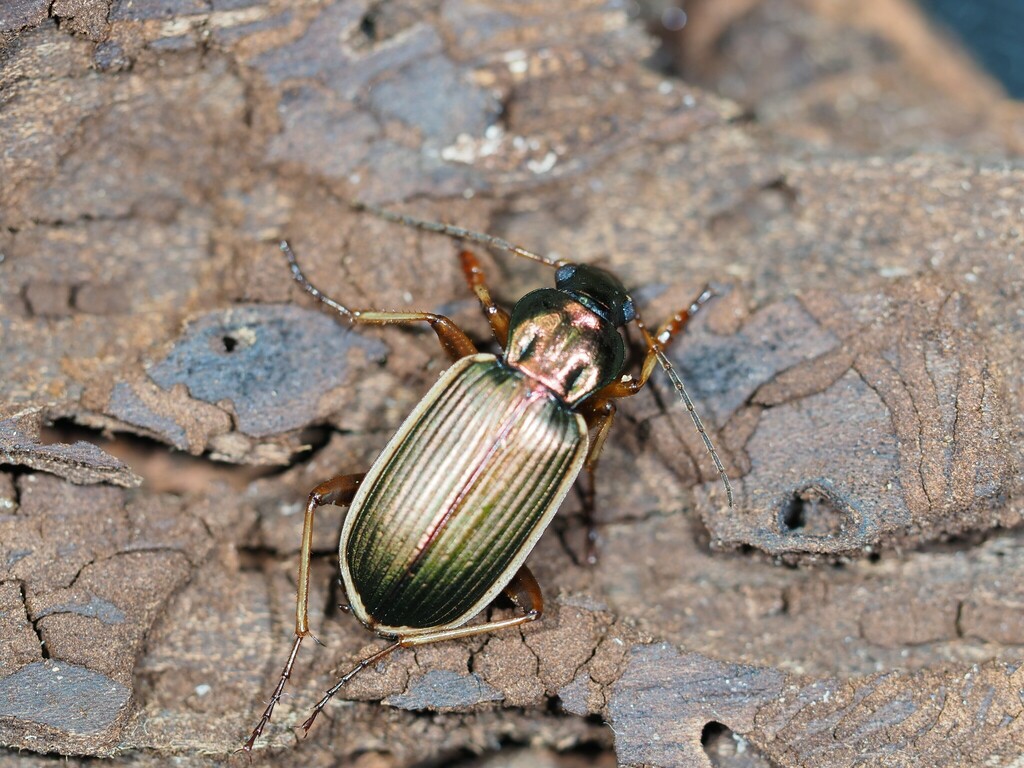 Chlaenius spoliatus from Provincia di Vicenza, Italia on March 27, 2023 ...