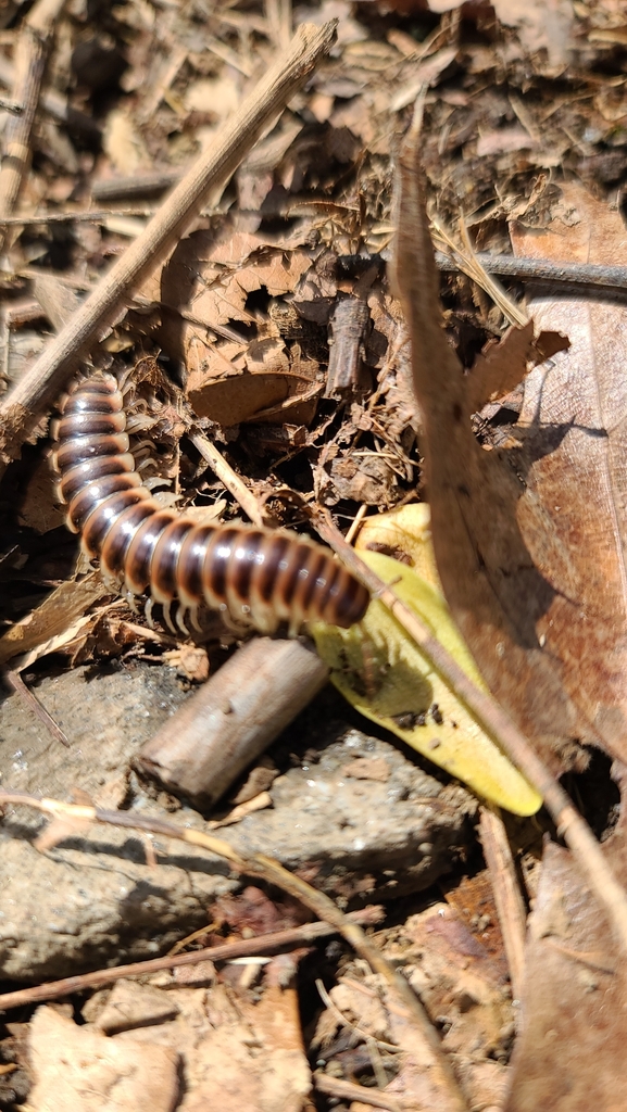 Traveling Cherry Millipede from Cleveland on March 27, 2023 at 12:32 PM ...