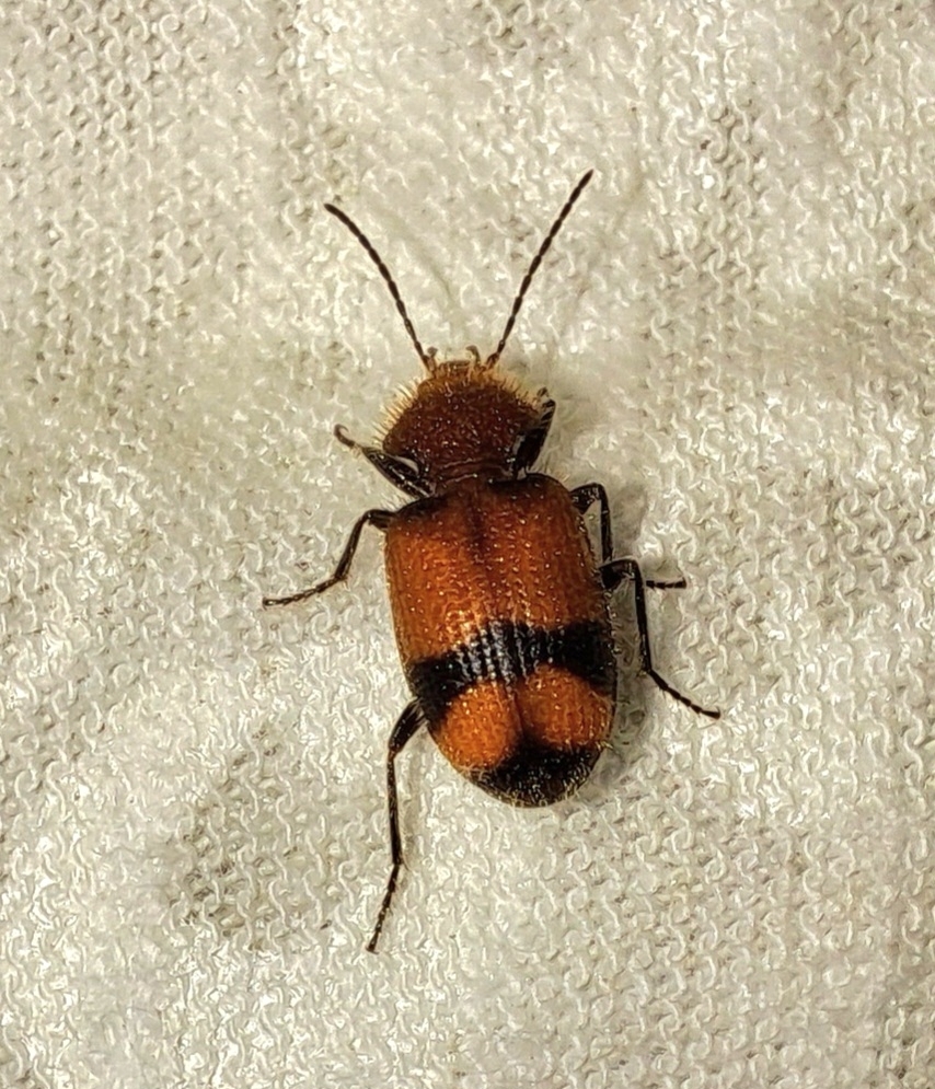 Panagaeus Latreille, 1802