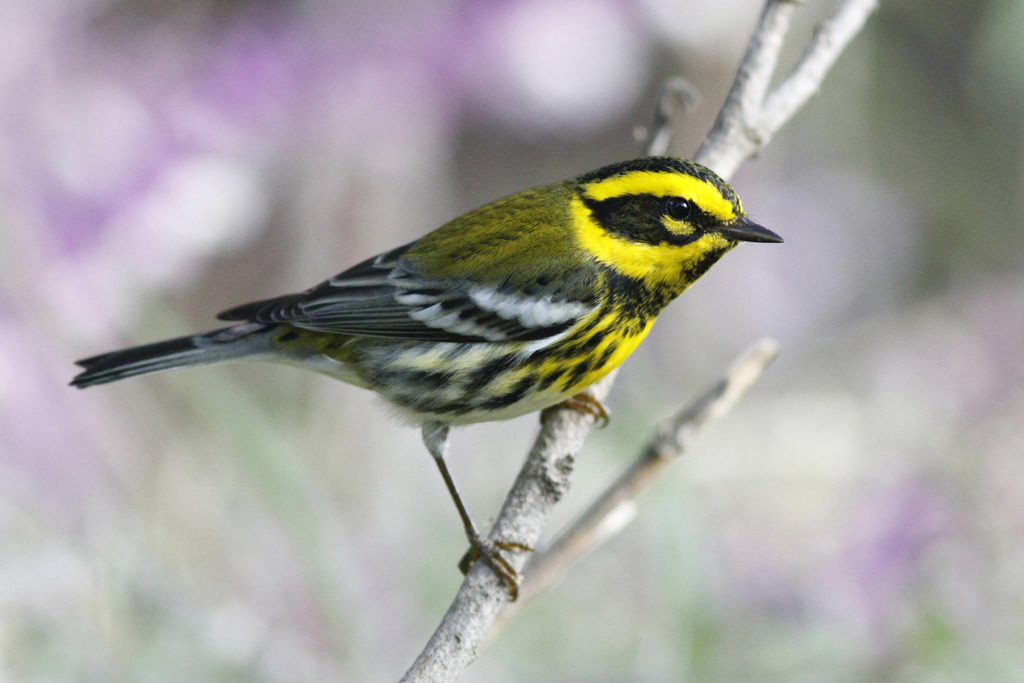 Setophaga Warblers (Setophaga) - Avian Discovery