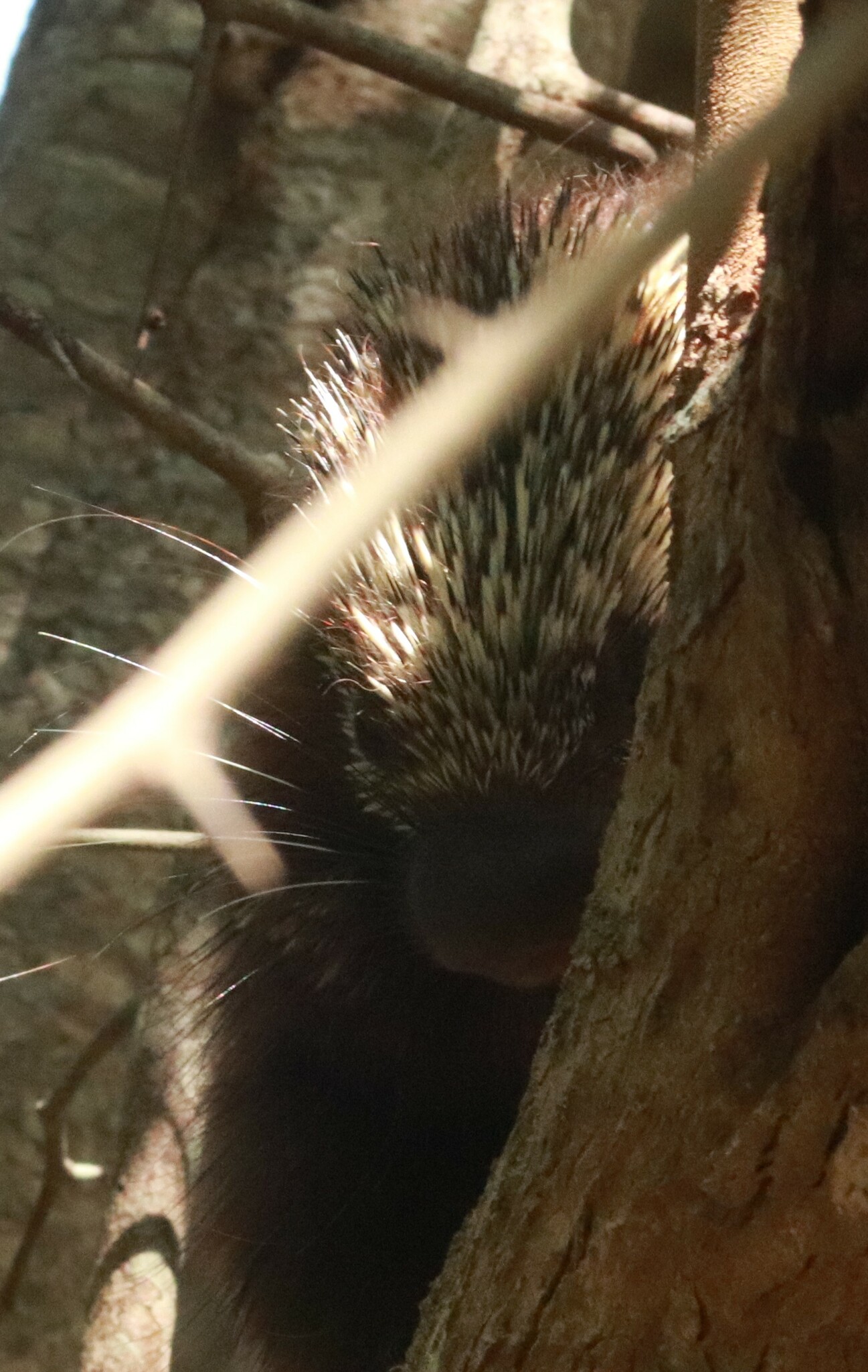 Sphiggurus mexicanus (Kerr, 1792)