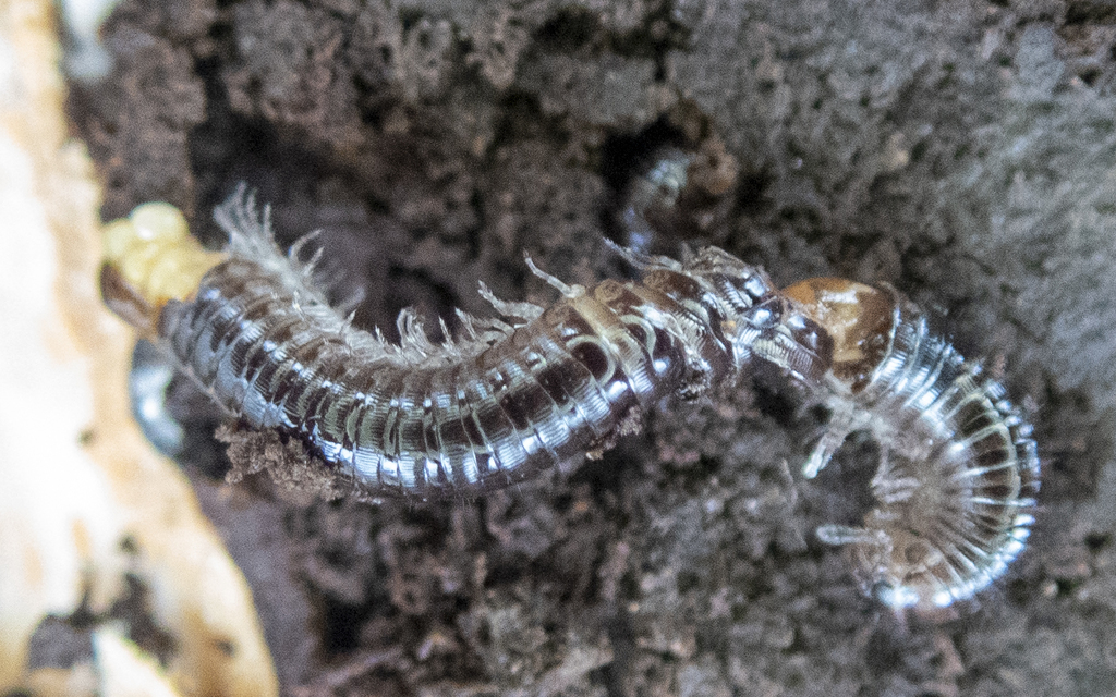 Round-backed Millipedes from Shepard Settlement, Onondaga County, NY ...