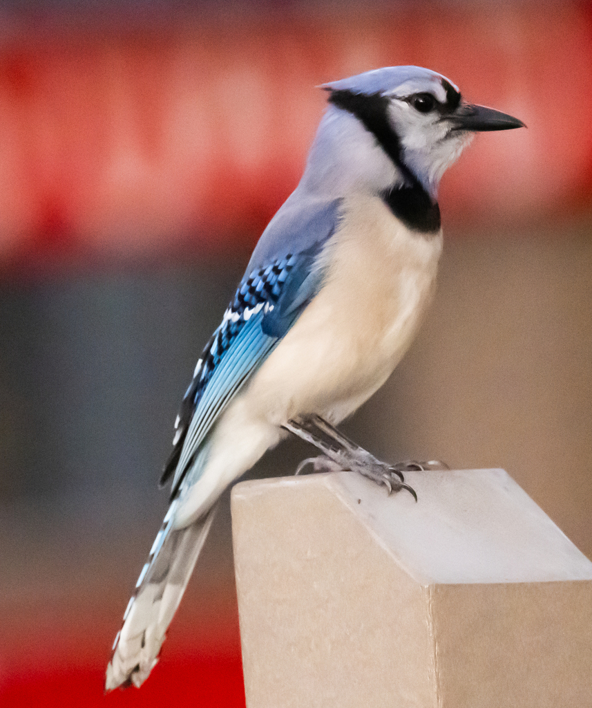 Blue Jay from Collier, Florida, United States on March 27, 2023 at 06: ...