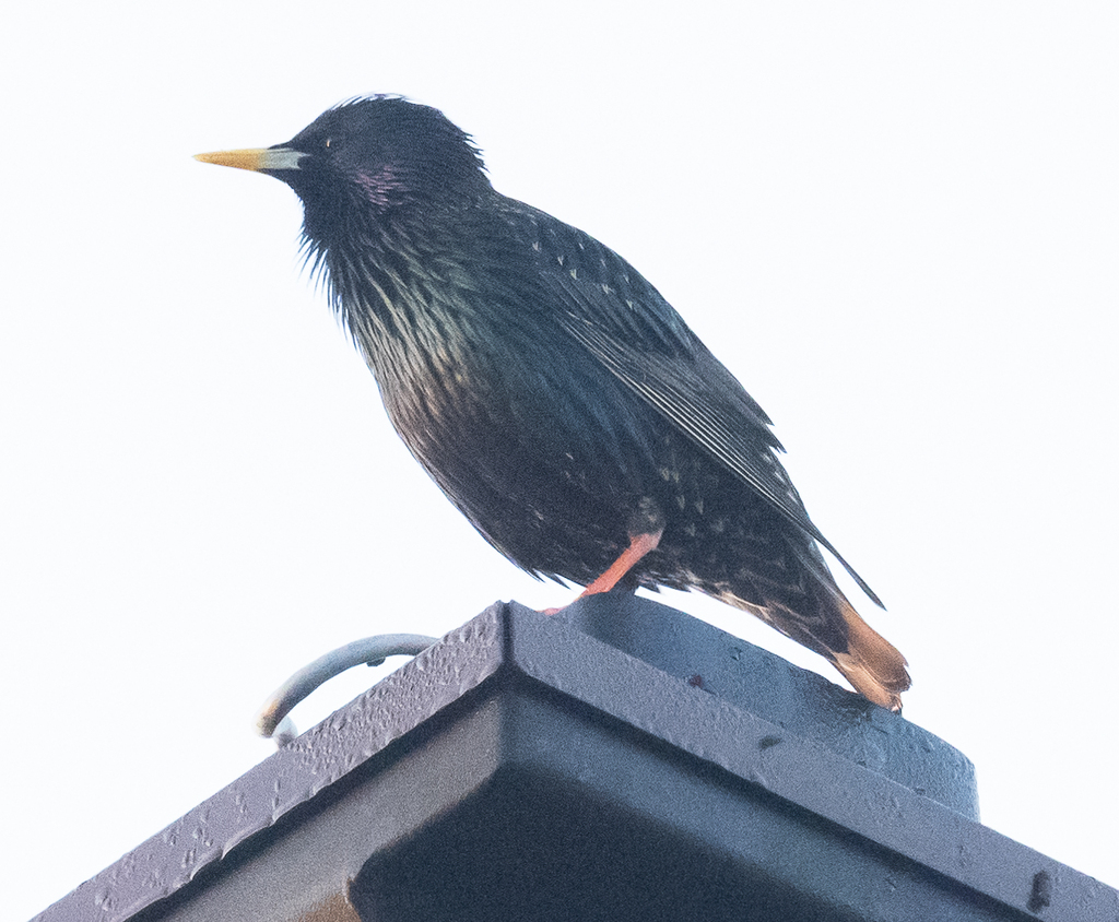European Starling from Collier, Florida, United States on March 27 ...