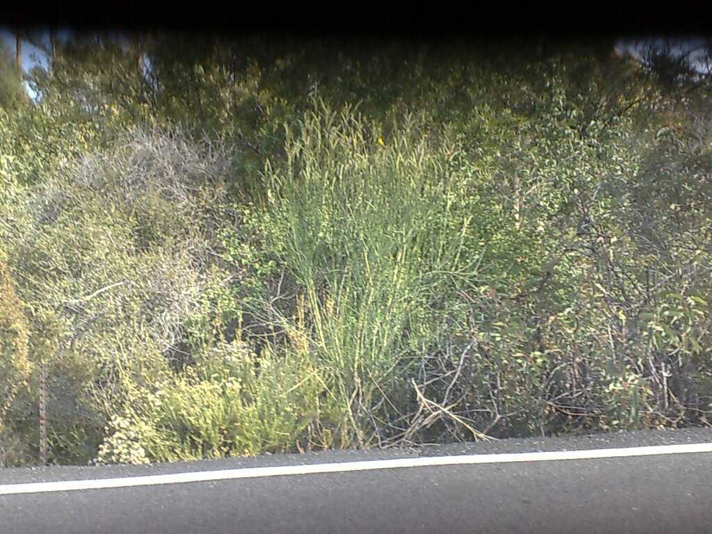 Spanish Broom from Santa Monica Mountains on June 8, 2009 by Charlie ...